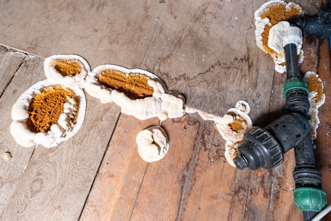 Dry Rot Explained: Prevention & Treatment