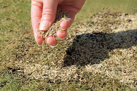How to Fix Patchy Grass Fast