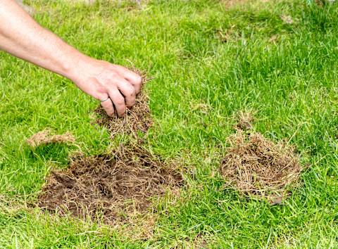 Tips for Fixing Grass Easily