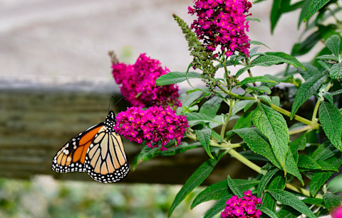 When to Prune a Buddleia for Beautiful Blooms