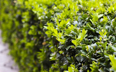 Top Types of Hedge for Every Garden
