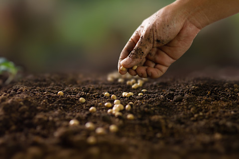 How to Plant Flowers: A Simple Guide
