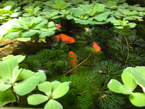 Creative Fish Pond Ideas for Your Garden