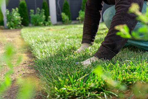 Tips for Fixing Grass Easily