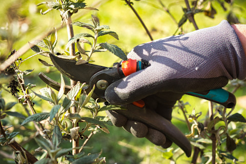 When to Prune a Buddleia for Beautiful Blooms