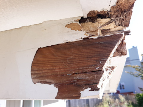 Dry Rot Explained: Prevention & Treatment