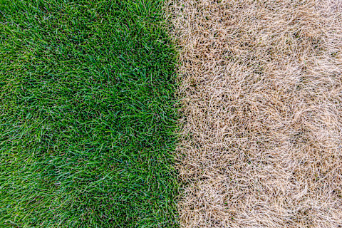 How to Revive Your Lawn Fast for Summer