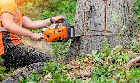 How Much Does a Tree Surgeon Cost in 2026? - MyBuilder