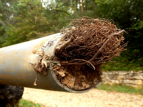 Fixing Roots in Drain Pipes Quickly