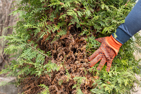 Why is Your Privet Hedge Dying?