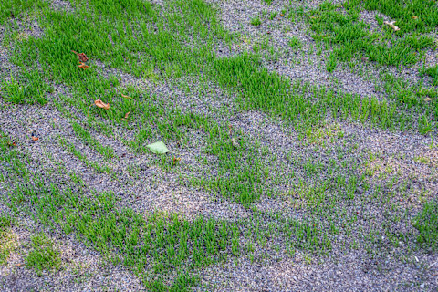 Expert Tips for Overseeding Your Lawn