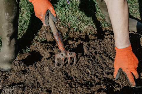 How to Plant Flowers: A Simple Guide