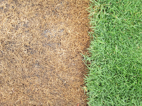 How to Revive Your Lawn Fast for Summer