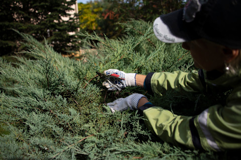 Hedge Removal Costs in 2026 - MyBuilder